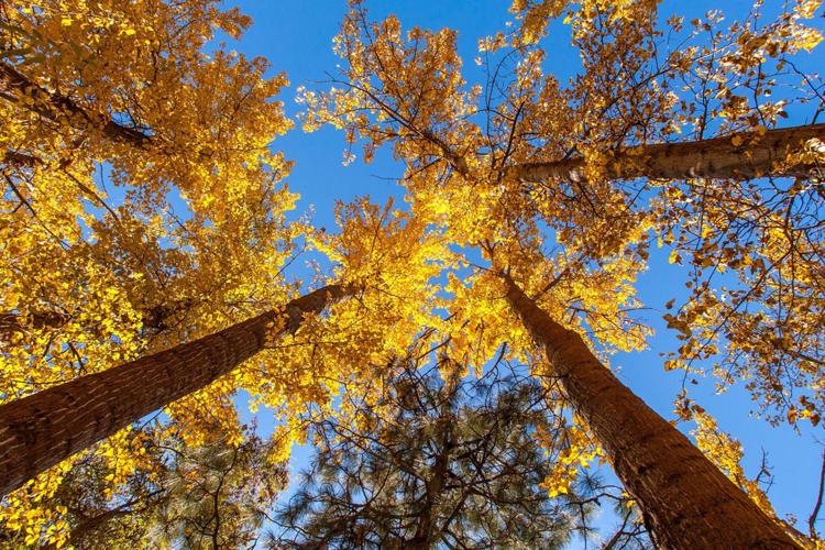 Fall colors burst across the Yakima Valley | News Photos | yakimaherald.com