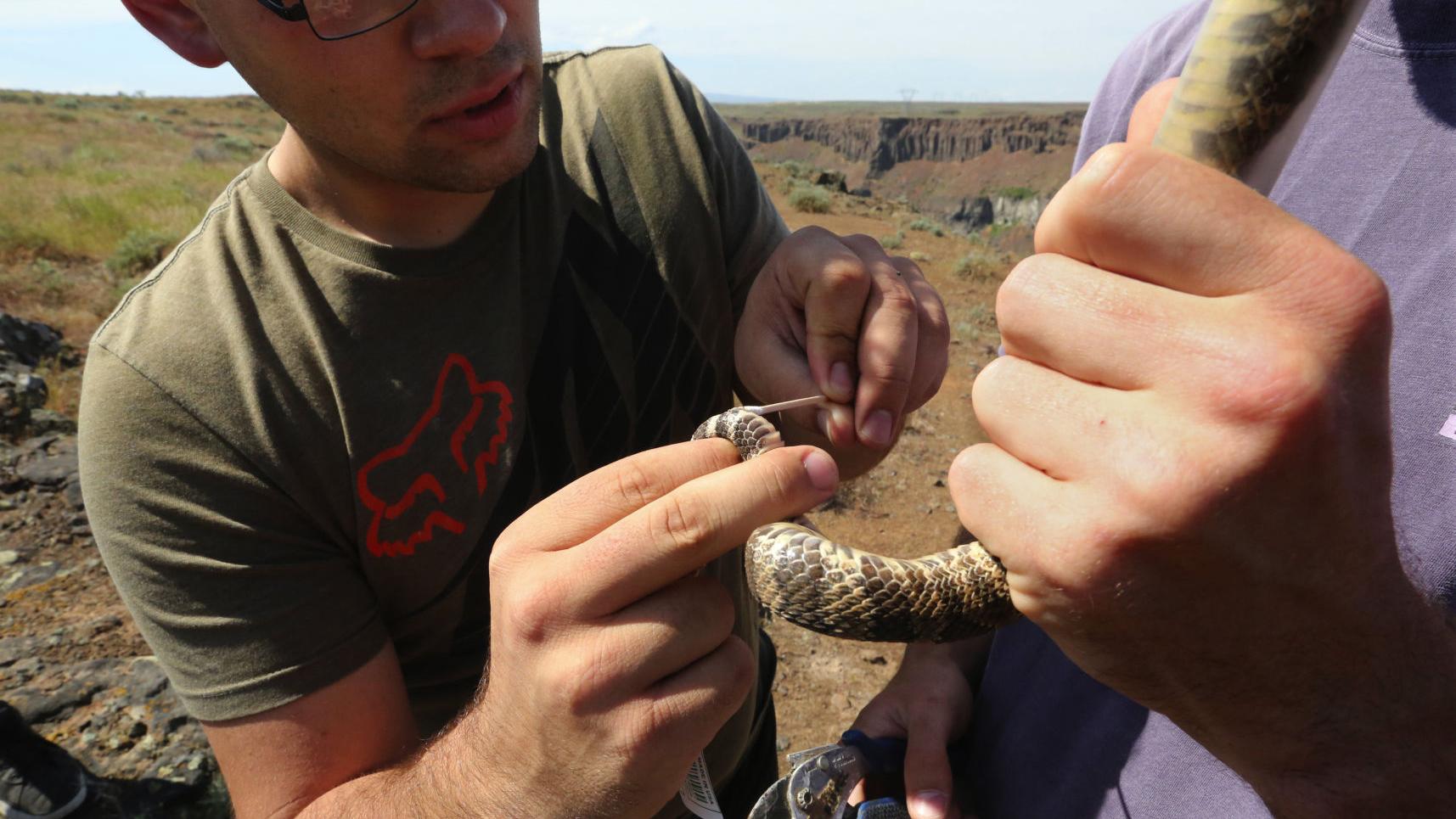 crotalus oreganus range