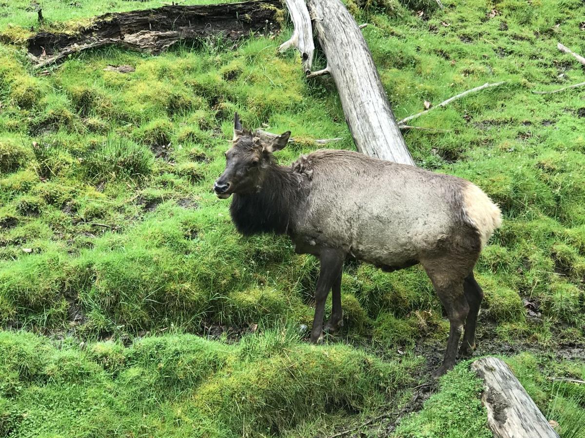 Buttons joins fellow elk at new home at zoo | Local | yakimaherald.com