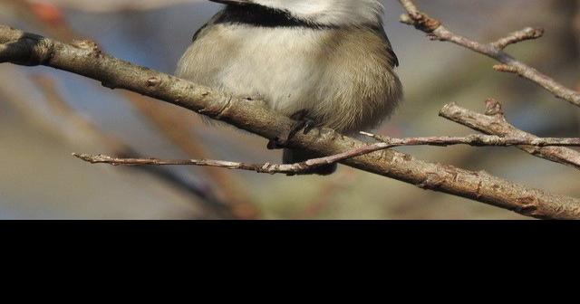 Animal, bird poop provide seed, fertilizer in one application | Explore ...