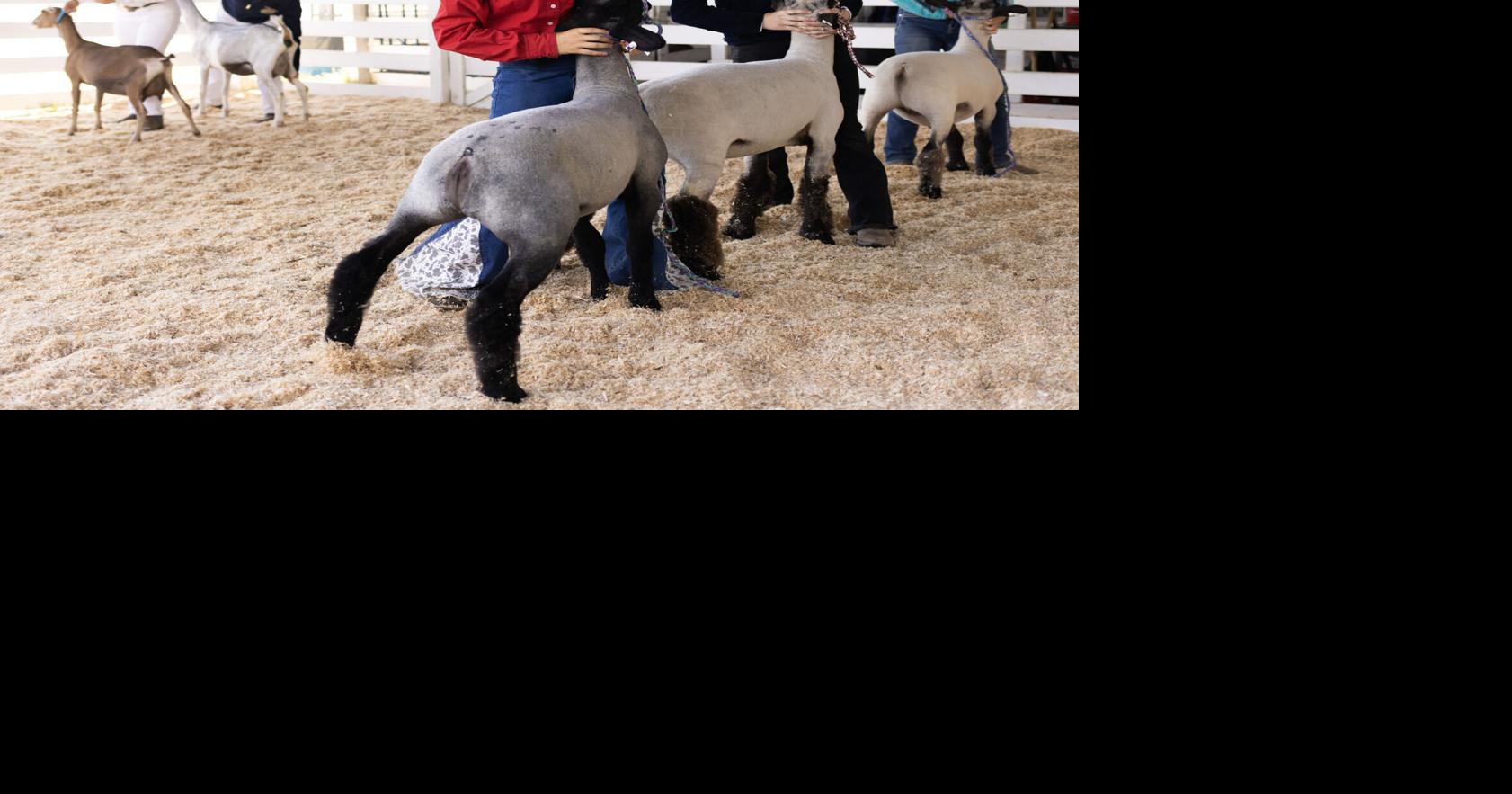 PHOTOS: Kids show animals at the 70th annual West Valley Fair | Photos ...