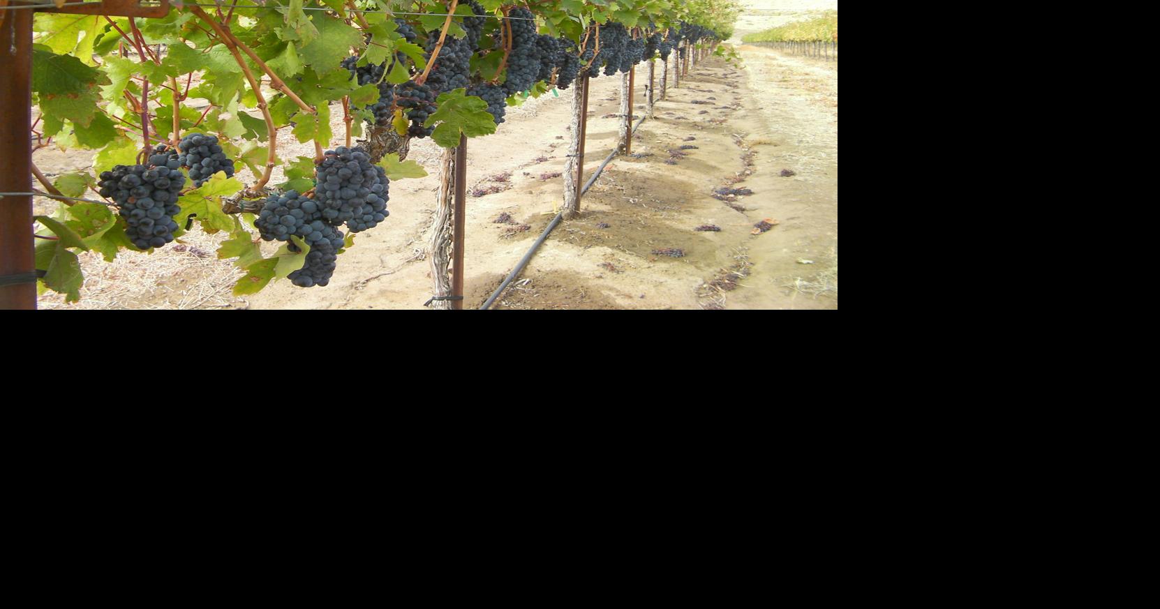 Grape generosity: Washington winery helps out when Virginia vineyard ...