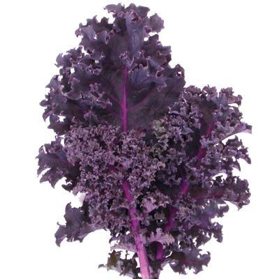 Carol Barany: In the Garden: Kale | Home And Garden | yakimaherald.com
