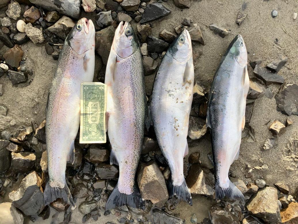 Rob Phillips: Don't toss your 2023 hunting, fishing licenses | Outdoors ...