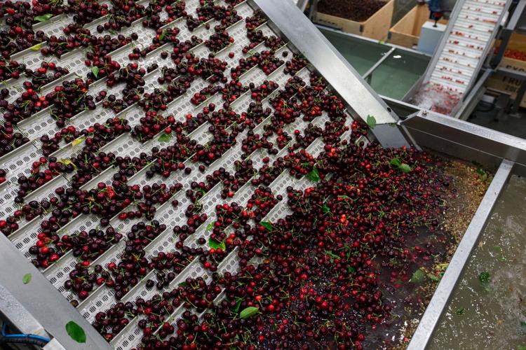 Packing the 2017 cherry crop | Photos and Videos | yakimaherald.com