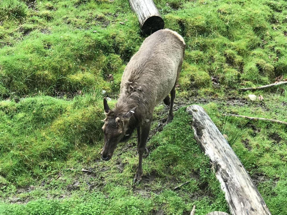 Buttons joins fellow elk at new home at zoo | Local | yakimaherald.com