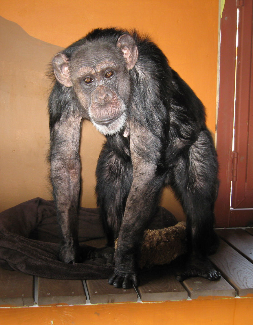 Life Outside the Lab: Inside Chimpanzee Sanctuary Northwest | Community ...