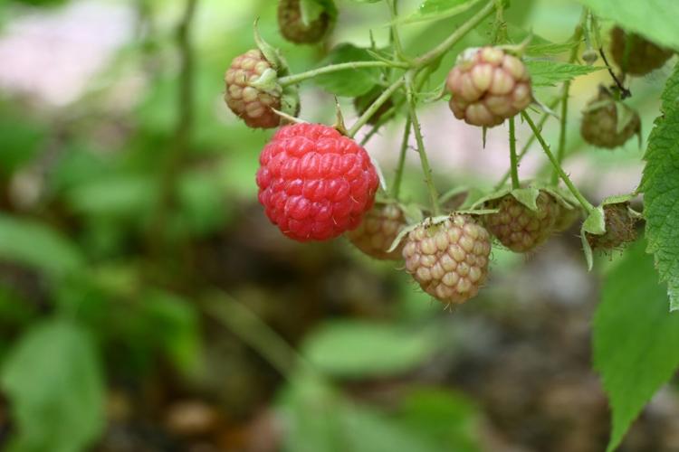 raspberry plant fruit