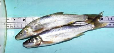 Phillips column: Looking to make a few bucks? Try reeling in some ...