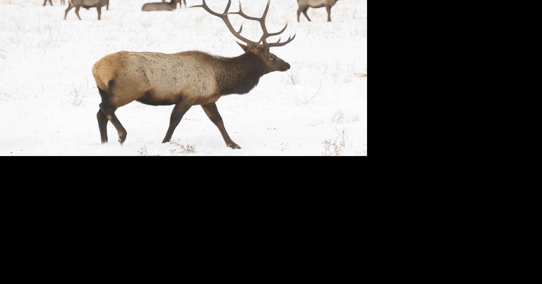 Early snow brings elk back to Oak Creek feeding site | Outdoors ...