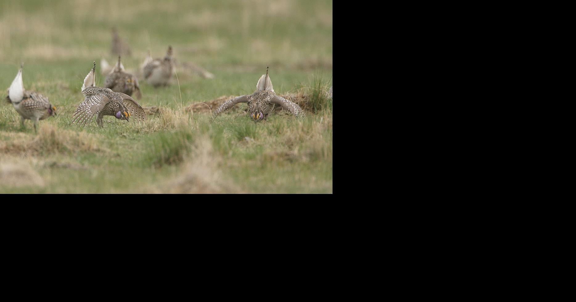 Wildlife Moment: Sharp-tailed Grouse all but a memory in south-central ...