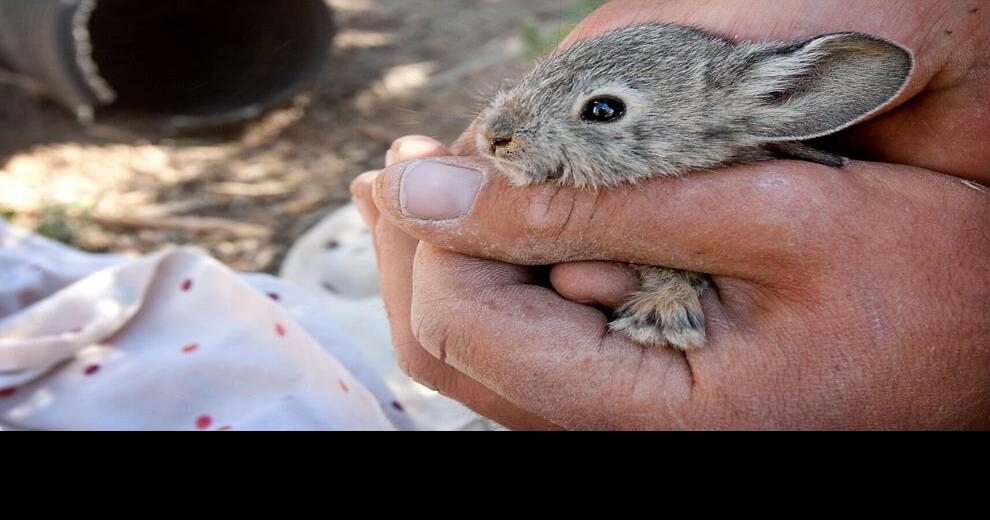 Pygmy rabbits appreciate new approach in Central Washington | Northwest ...