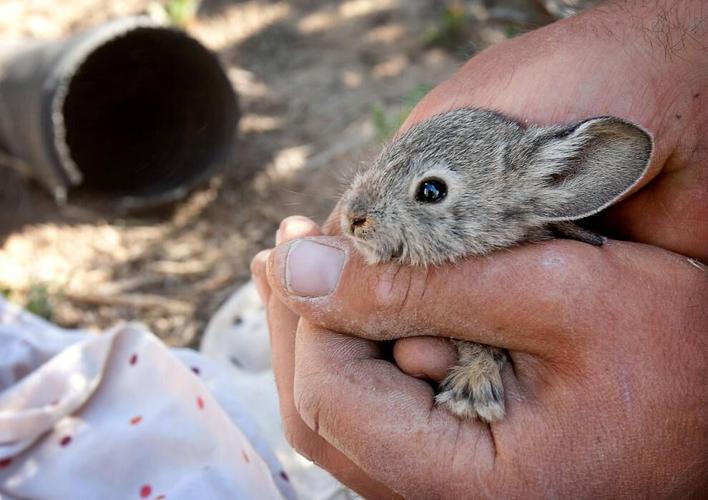 Pygmy rabbits appreciate new approach in Central Washington | Northwest ...