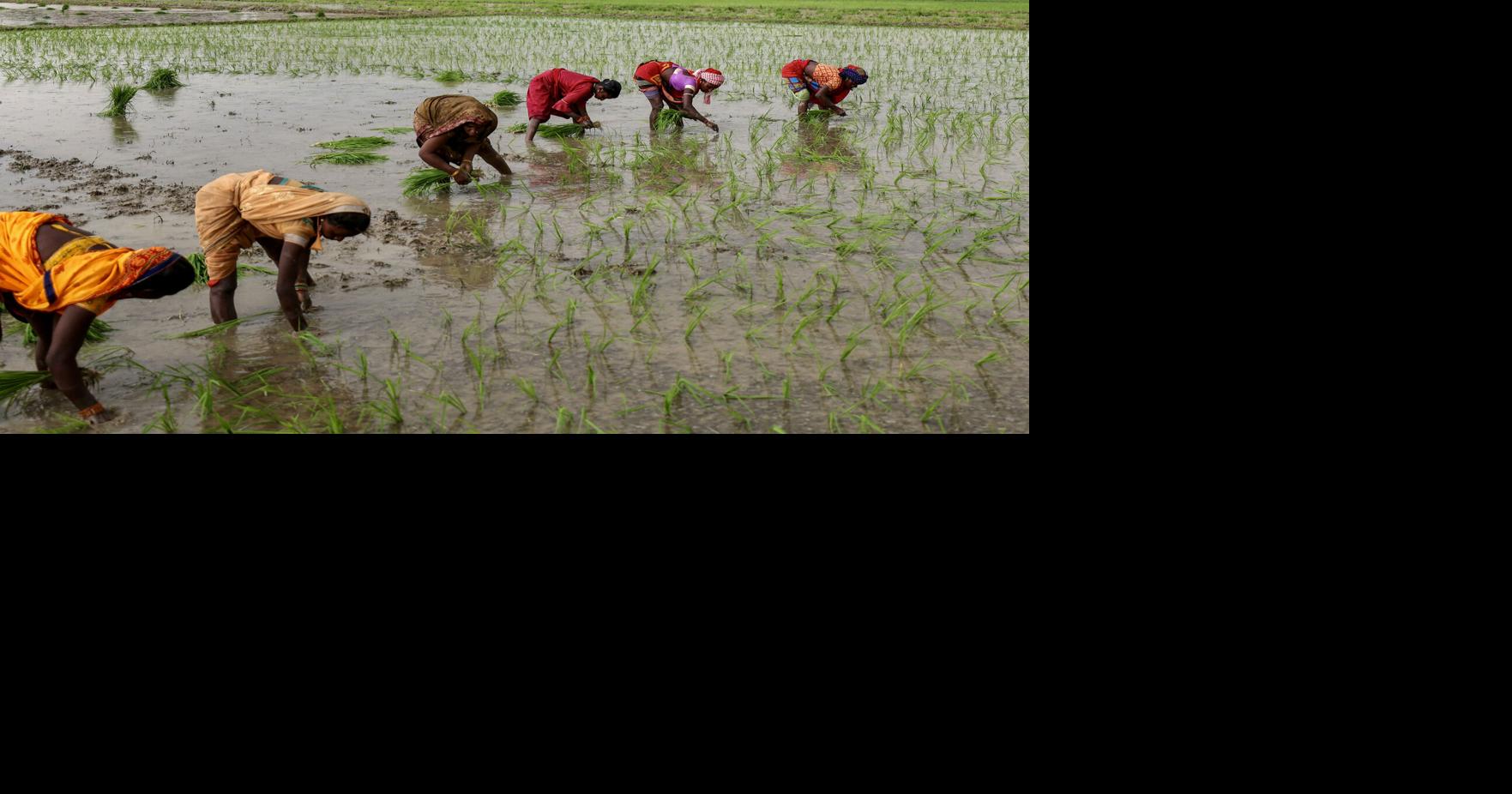 Column: Rice can feed the world — even with fewer farmers | Opinion ...