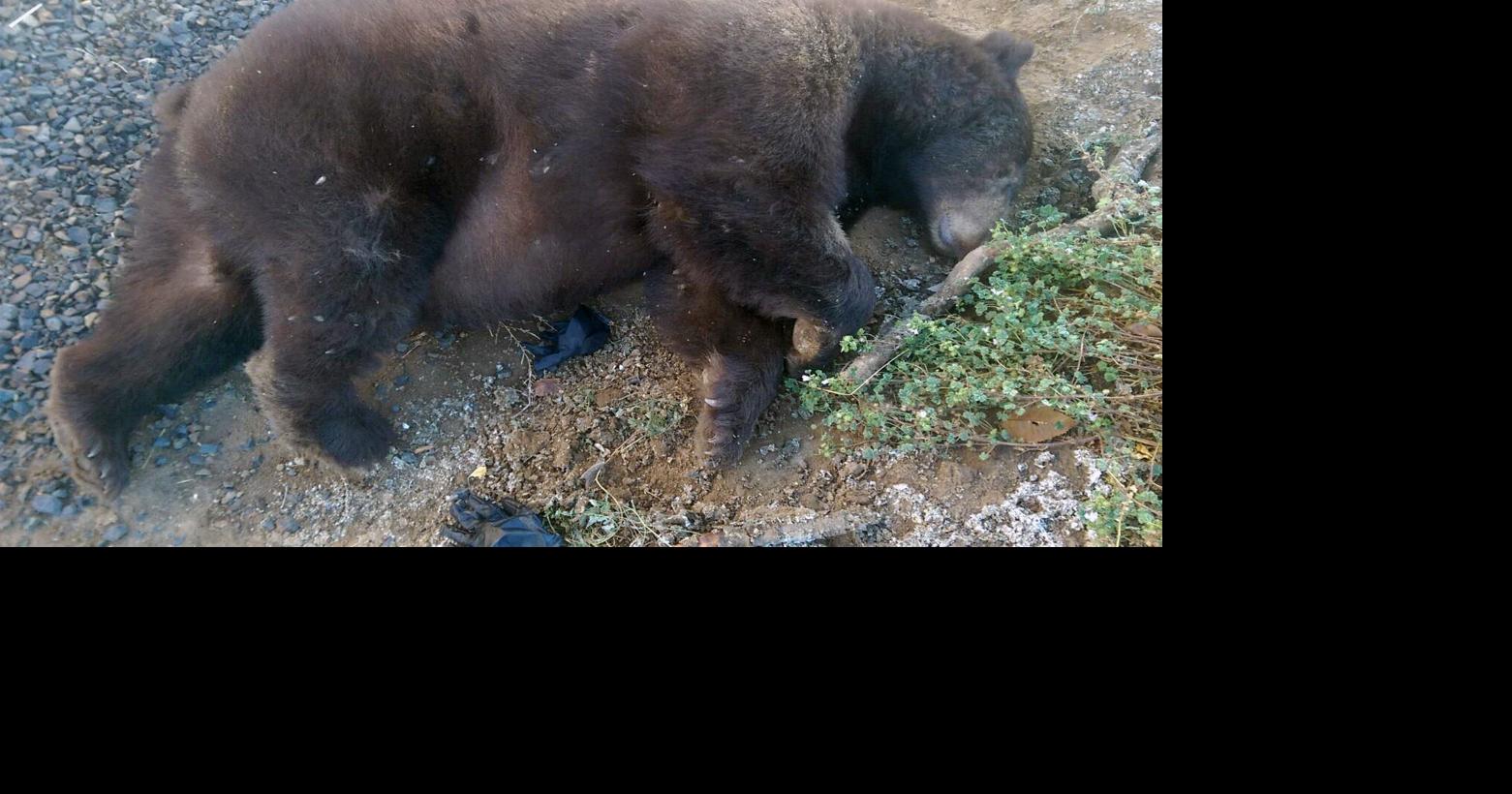 Enormous, orchard-fed bear becomes a legend in death | Local ...