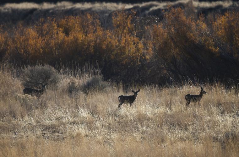 Photos: Fall foliage in Yakima County | Photos and Videos ...