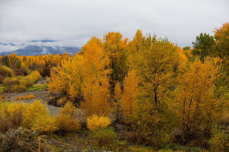 Photos: Autumn falls on the Yakima Valley | News Photos | yakimaherald.com
