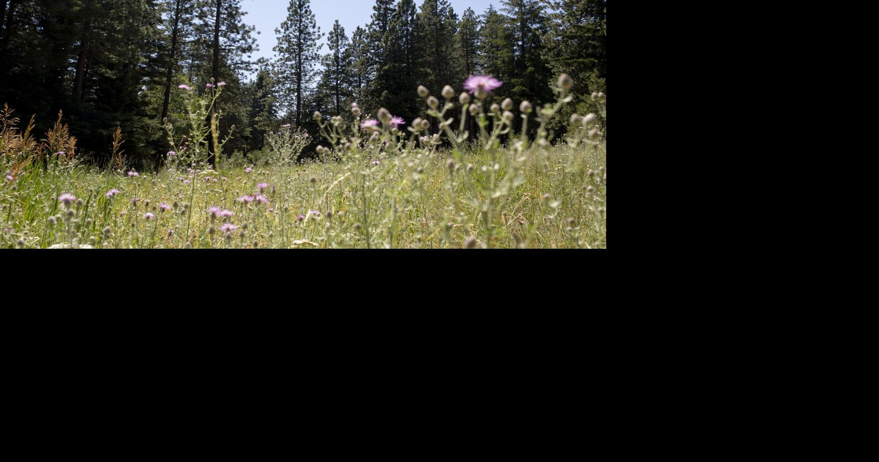 High fire danger leads to DNR, WDFW land closures. Here's how it will ...