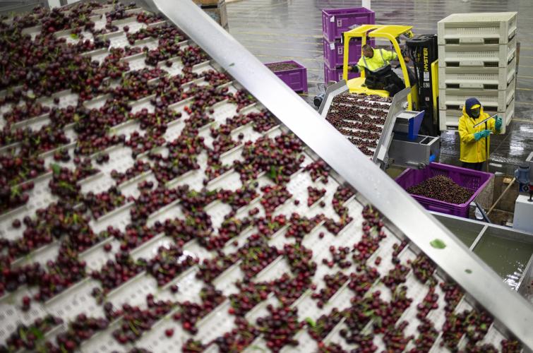 It Happened Here: Cherries introduced to Pacific Northwest | Happened ...