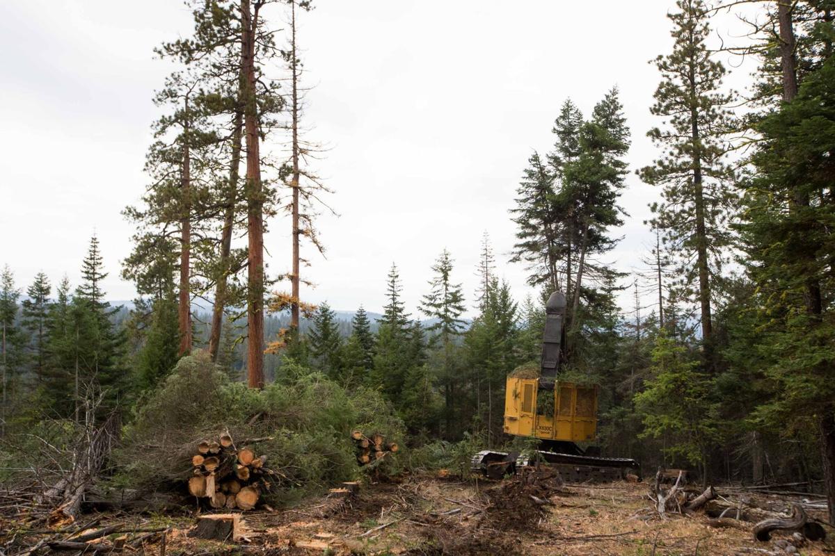 Photos: Logging in the Okanogan-Wenatchee National Forest | News Photos ...