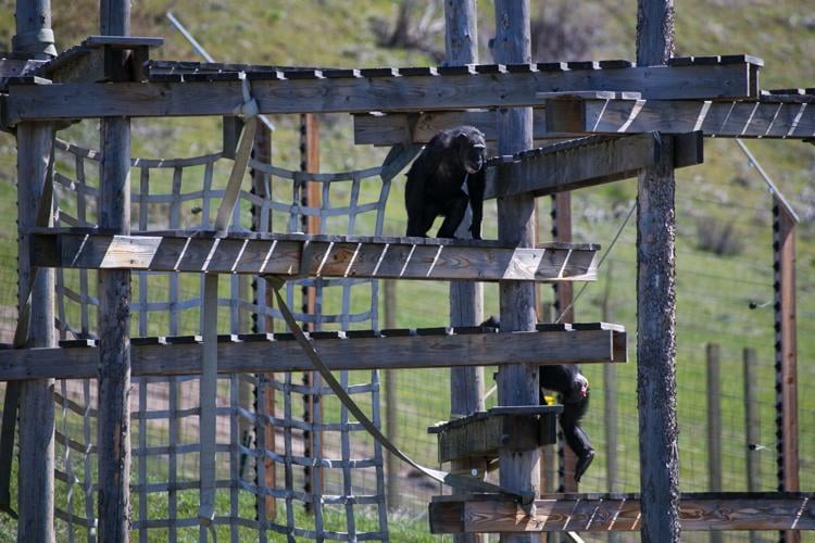 PHOTOS: Chimpanzee Sanctuary Northwest in Cle Elum | News Photos ...
