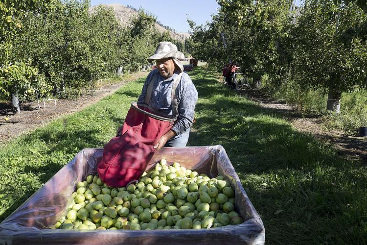 Slightly larger fresh pear crop is on the way | Local | yakimaherald.com