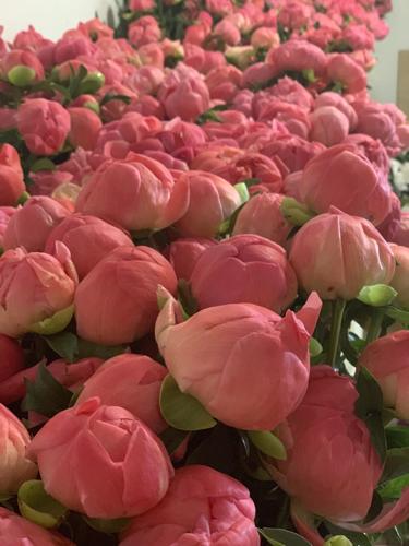Master Gardener: Four Generations Bloom at Adeline's Peonies | Home And ...