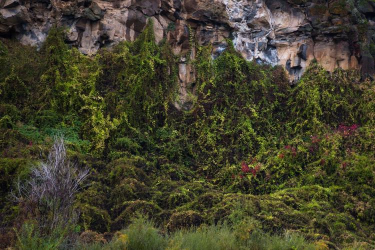 Photos: Autumn falls on the Yakima Valley | News Photos | yakimaherald.com