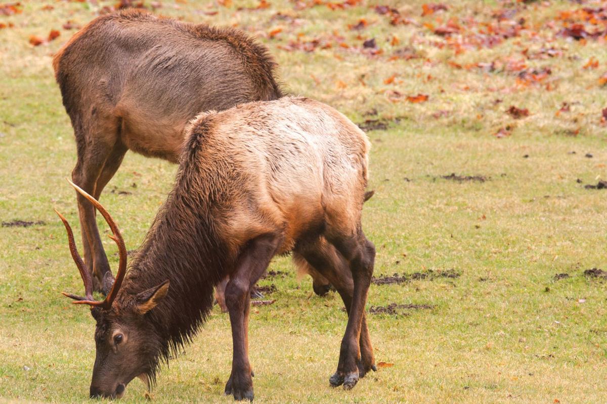 Biologists keeping an eye on elk herds for incurable hoof disease ... Biologists keeping an eye on elk herds for incurable hoof disease ...
