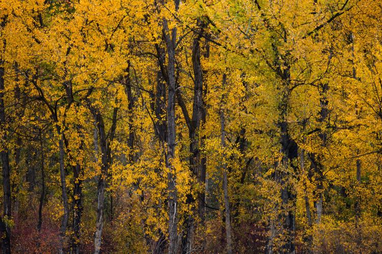Photos: Autumn falls on the Yakima Valley | News Photos | yakimaherald.com