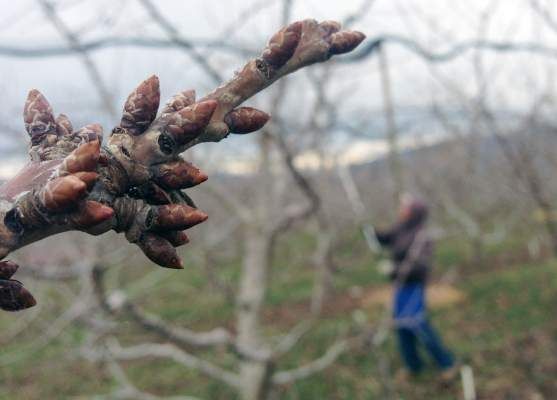 Fruit trees budding early in warm February | Local | yakimaherald.com