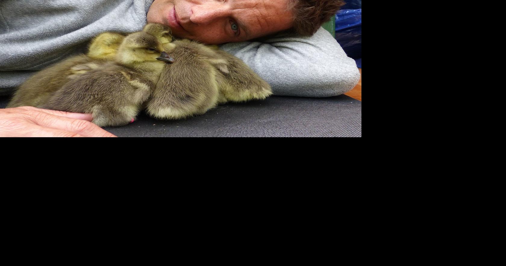 Book Scene: 'Papa Goose' recounts a very special family | Arts And ...