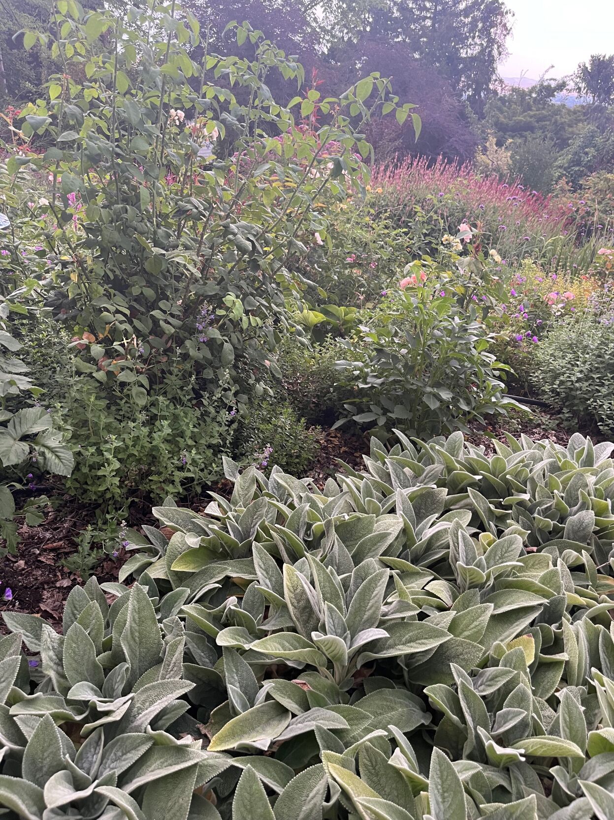 Barany in the Garden: Silver foliage flourishing in the summer heat ...