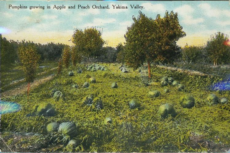 There were notable pumpkin farms in the Yakima Valley. Their legacy ...