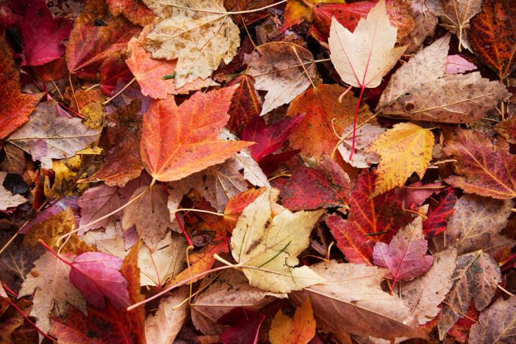 Photos: Autumn falls on the Yakima Valley | News Photos | yakimaherald.com