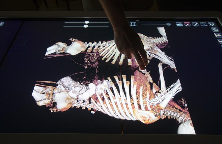 High-tech anatomy: YV-Tech brings digital dissection to students ...