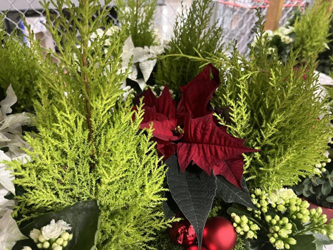 The long journey of the poinsettia, from tropical shrub to Christmas ...