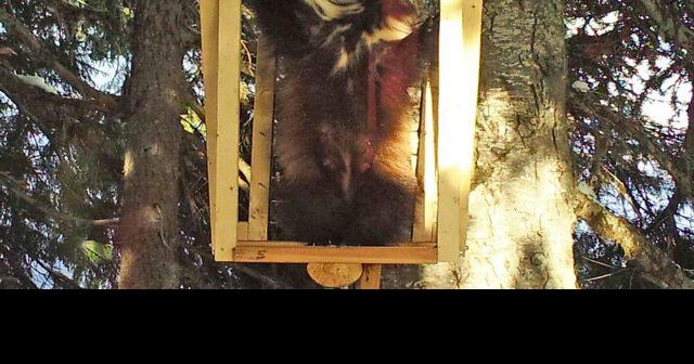 Breeding wolverine heralds comeback in Washington’s Cascades ...