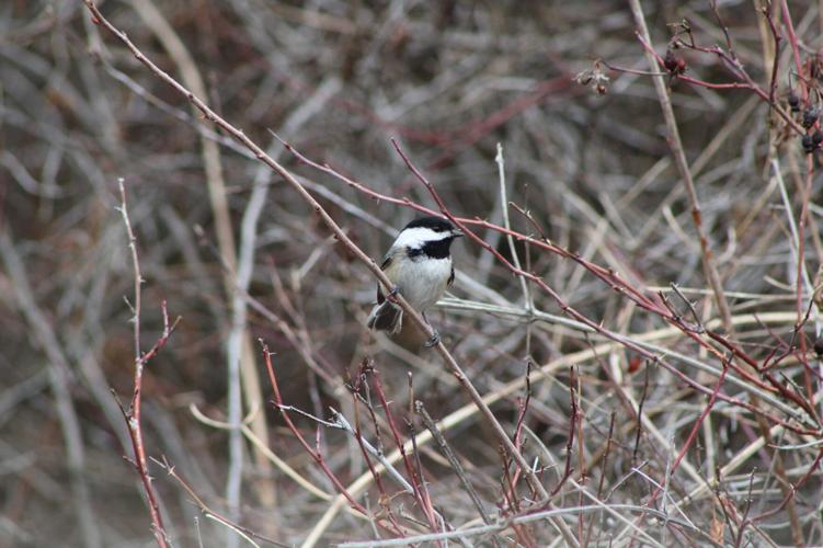 Explore reader-submitted photos: Signs of spring | Explore Yakima ...