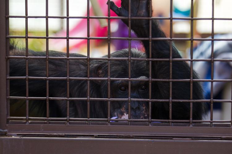 PHOTOS: Chimpanzee Sanctuary Northwest in Cle Elum | News Photos ...
