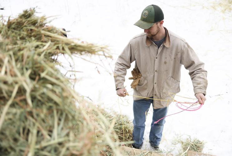Oak Creek feeding returns with snow to keep elk out of trouble ...
