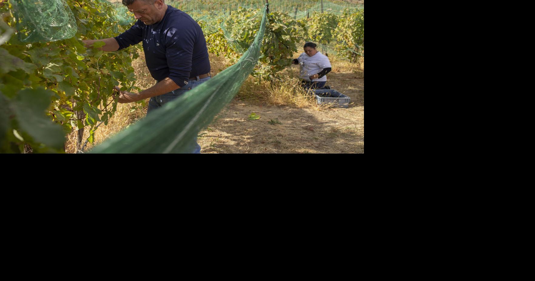 Yakima Valley growers race to complete apple, grape harvests before ...