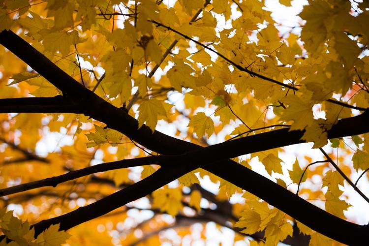Photos: Autumn falls on the Yakima Valley | News Photos | yakimaherald.com
