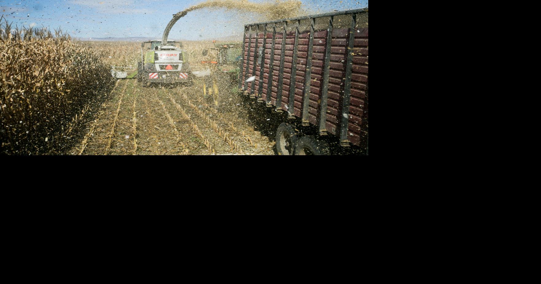 WA corn and dry bean harvest up; hay production down, USDA stats show ...
