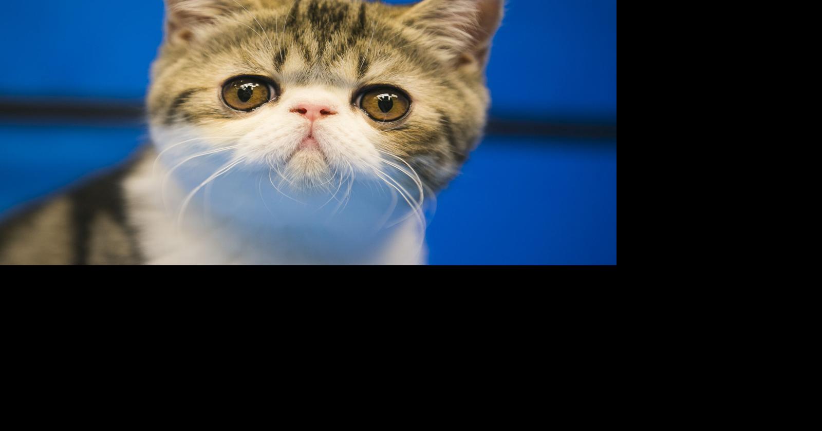 Cats, kittens claw for attention at regional event in Yakima | Local ...