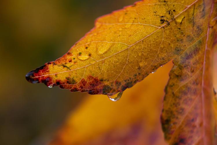 Photos: Autumn falls on the Yakima Valley | News Photos | yakimaherald.com