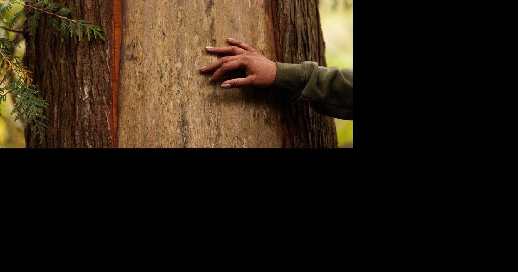 The Pacific Northwest trees shaped by generations of people | Northwest ...
