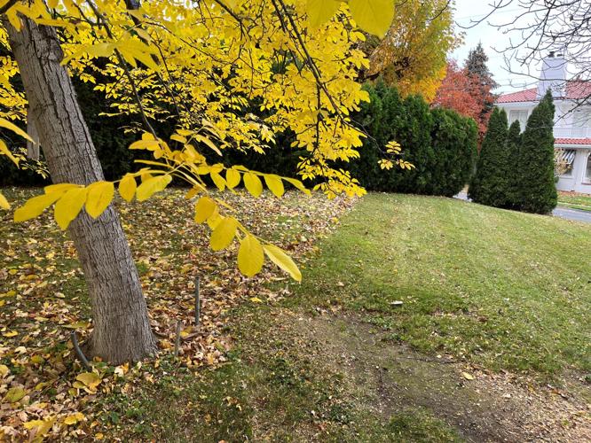 Barany In the Garden: It’s time to leave the leaves | Home And Garden ...