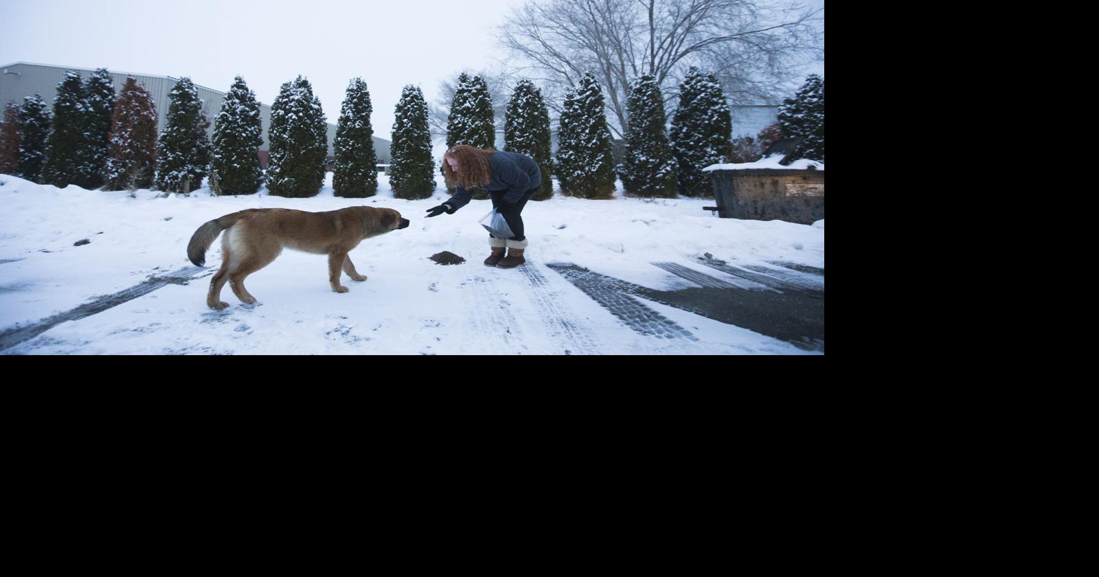 Bev Mitchell work with Lower Valley to rescue dogs | News Photos ...