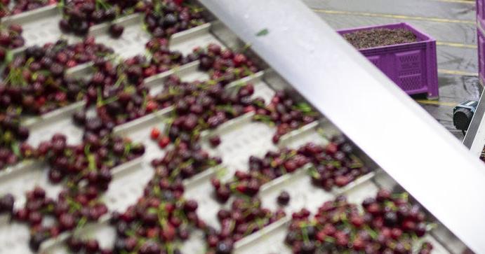 Frosty Packing, Columbia Fruit Packers merge after investment from ...